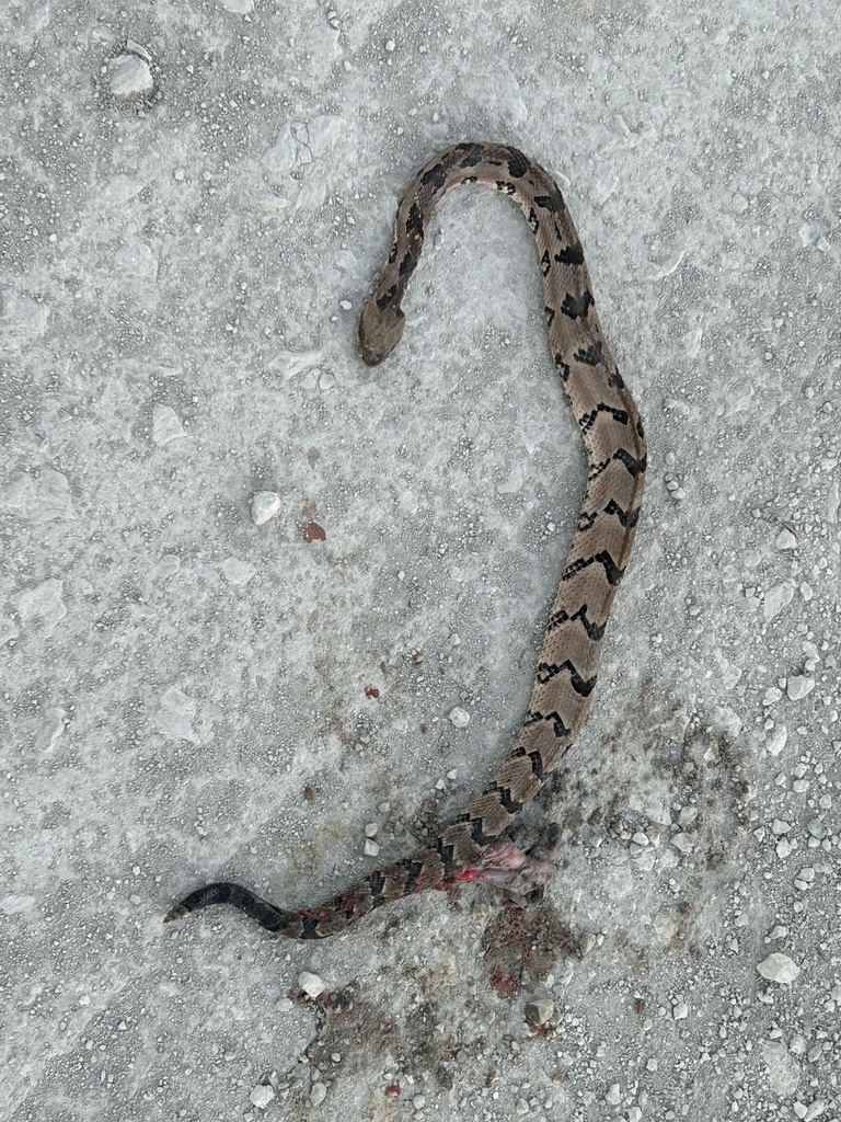 Timber Rattlesnake from County Road 398, Decatur, TX, US on September ...