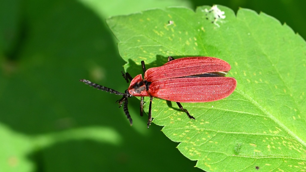 Lycostomus from 354台灣苗栗縣獅潭鄉鳴鳳古道 on July 23, 2022 at 09:03 AM by Shih ...