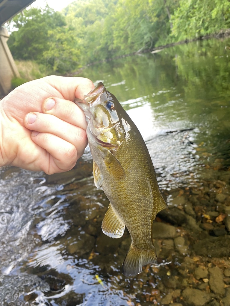 Smallmouth Bass from Nantahala National Forest, Cullowhee, NC, US on ...
