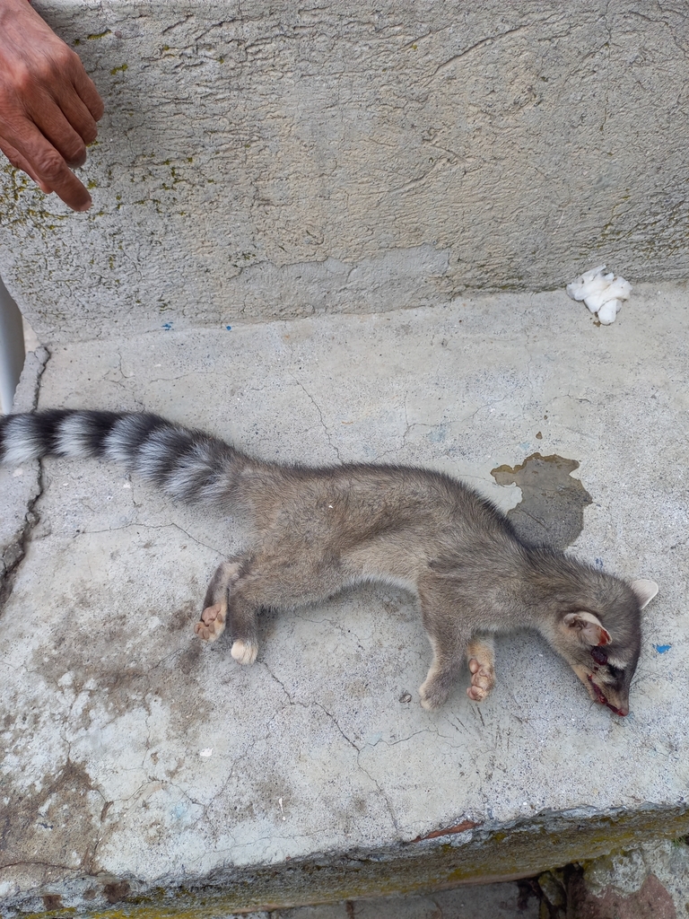Ringtail from 54438 Méx., México on September 12, 2024 at 11:18 AM by ...