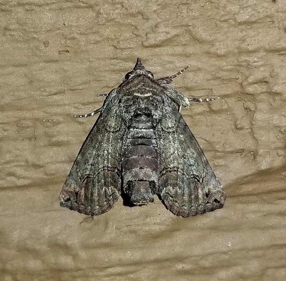 Large Paectes Moth from Fentress County, TN, USA on September 14, 2024 ...