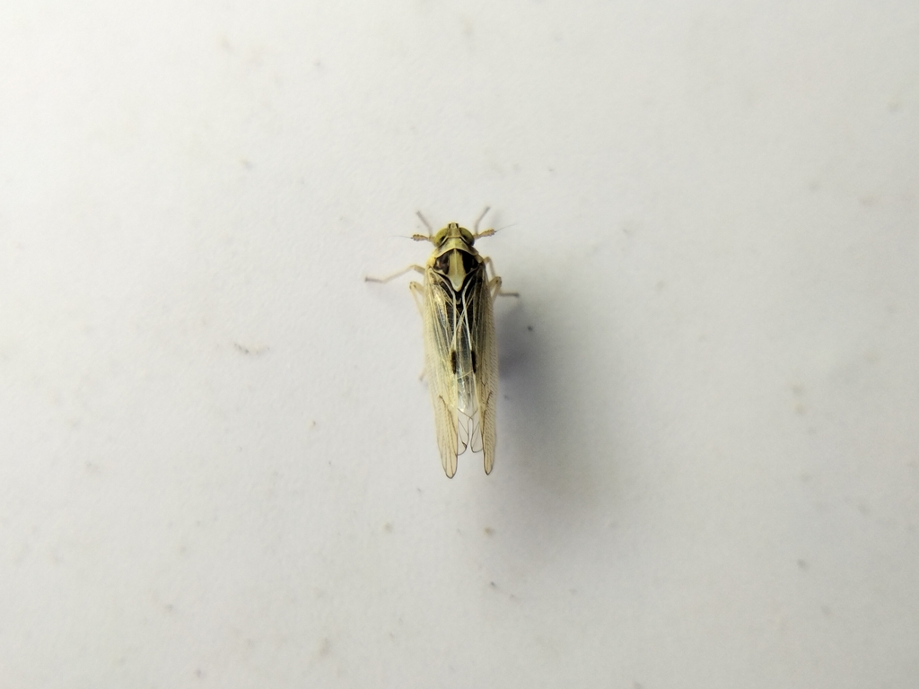 White-backed Planthopper from Q2WJ+WPX, San Phranet Subdistrict, San ...
