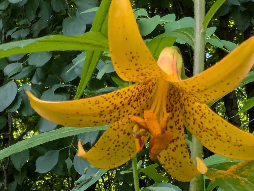 Canada lily from Georgia, VT, USA on June 26, 2024 at 01:32 PM by ...
