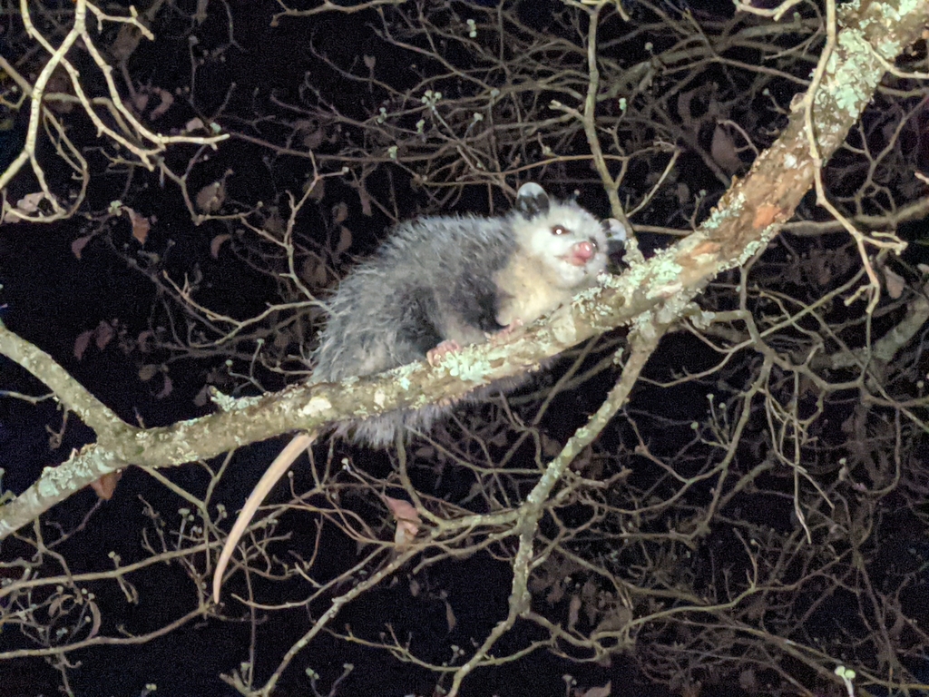Virginia Opossum from Sylva on November 9, 2021 at 08:39 PM by Trent ...