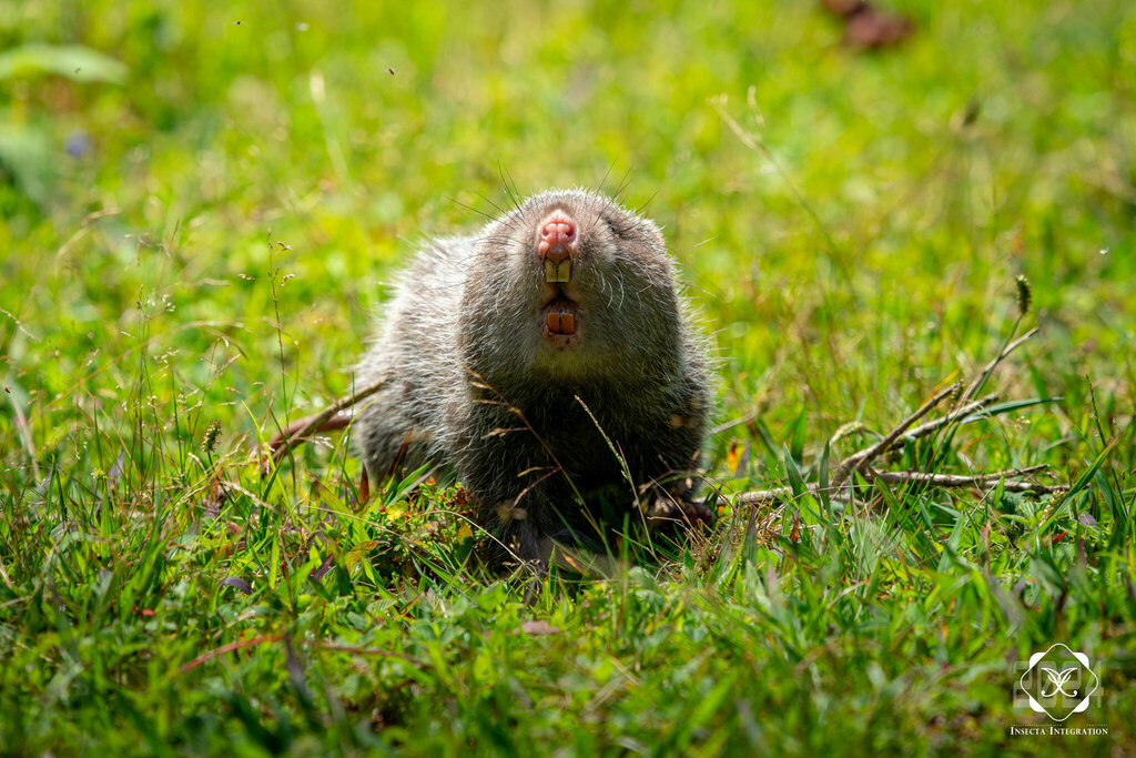 Large Bamboo Rats from 中国云南省文山壮族苗族自治州文山市 on September 05, 2024 at 12:26 ...