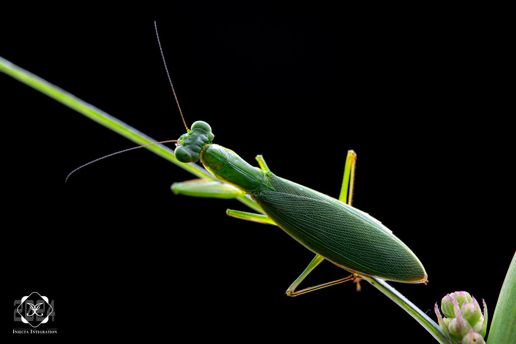 Asian Ant Mantises from 中国云南省文山壮族苗族自治州文山市 on September 05, 2024 at 08: ...