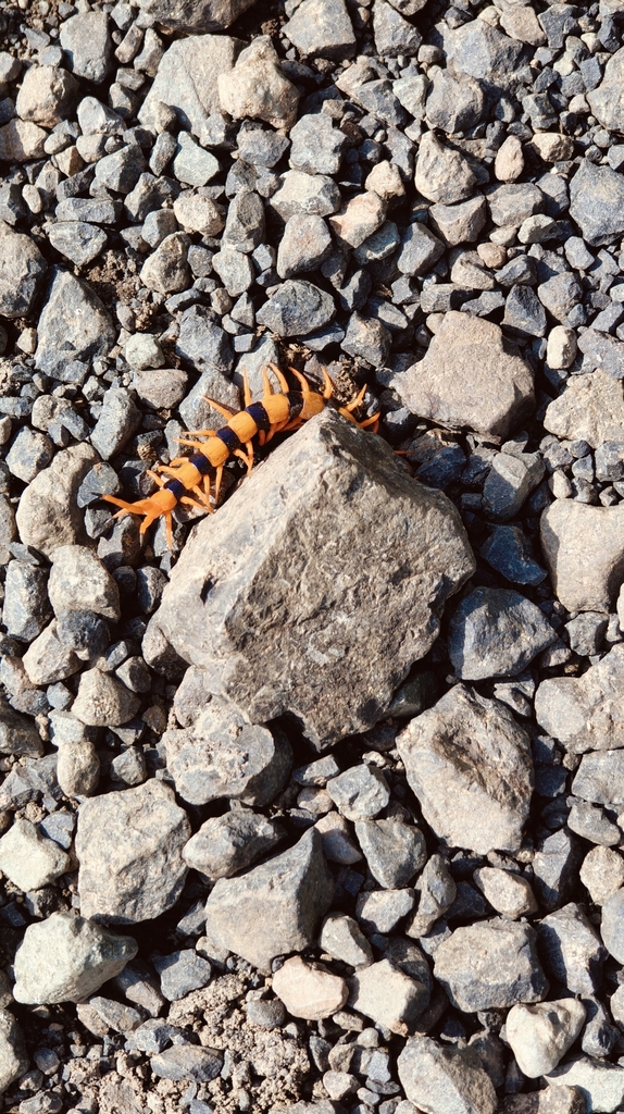 Indian Tiger Centipede from Jambu, 444813, India on September 13, 2024 ...