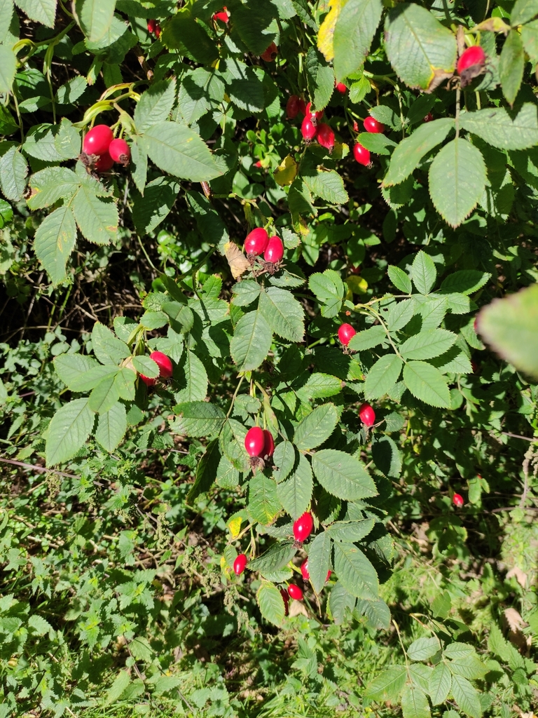 Dog-rose from Harry Fairhurst Building, Heslington, York YO10 5DD, UK ...