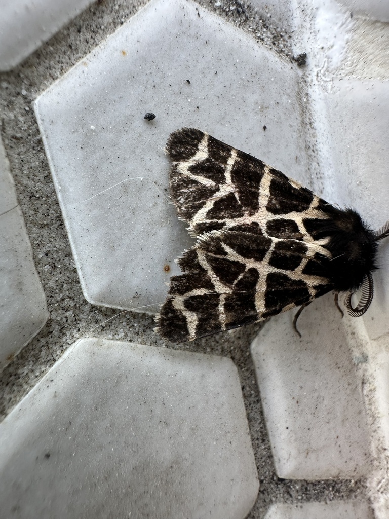 Apantesis from N Ely St, Kennewick, WA, US on September 14, 2024 at 11: ...
