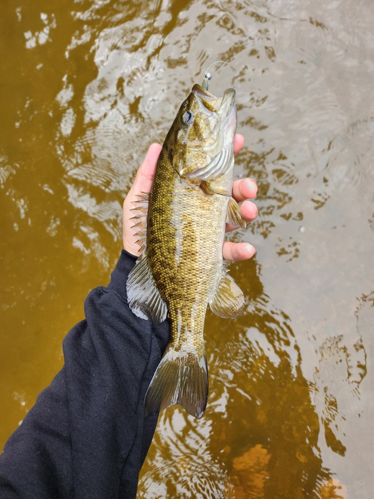 Smallmouth Bass from Mill Creek, St Clair County, MI, USA on August 19 ...