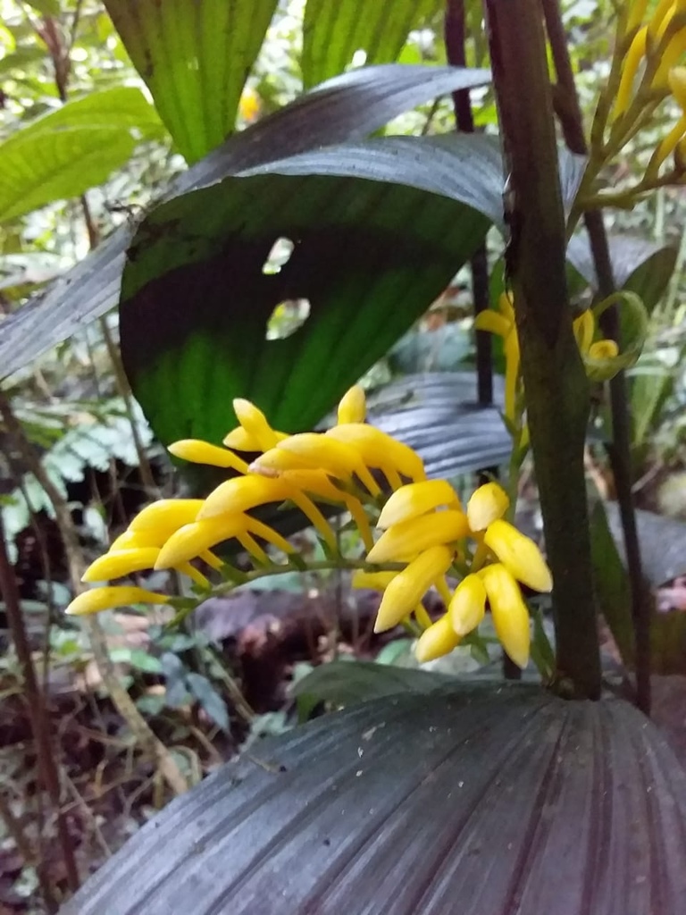 Corymborkis flava from Corinto, Corinto, Cauca, CO on June 25, 2019 at ...
