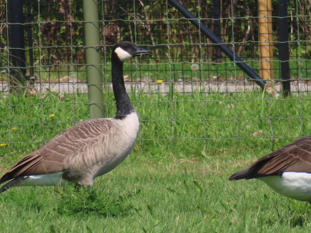 Canada Goose from Rouge, Scarborough, ON, Canada on September 14, 2024 ...