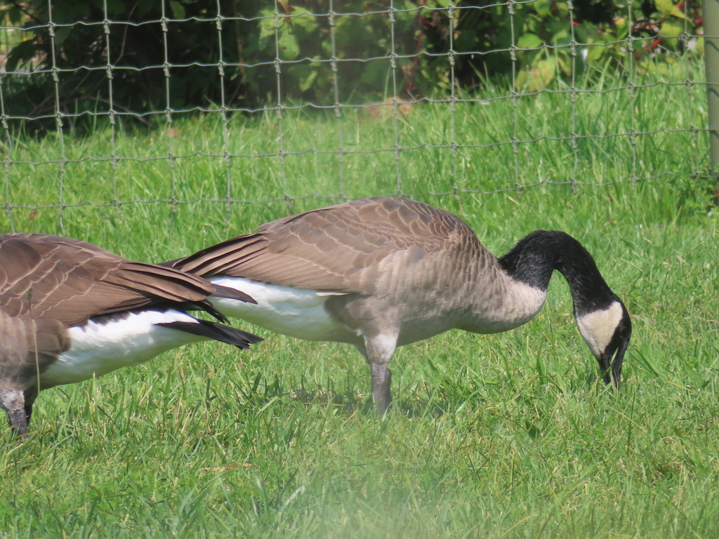 Canada Goose from Rouge, Scarborough, ON, Canada on September 14, 2024 ...