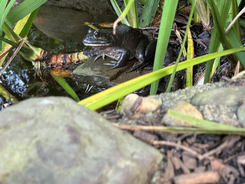 American Bullfrog from Essex County Turtle Back Zoo, West Orange, NJ ...