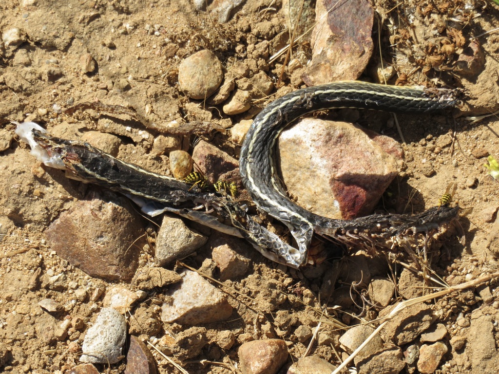 Striped Racer from Anaheim Hills, Anaheim, CA, USA on June 15, 2017 at ...