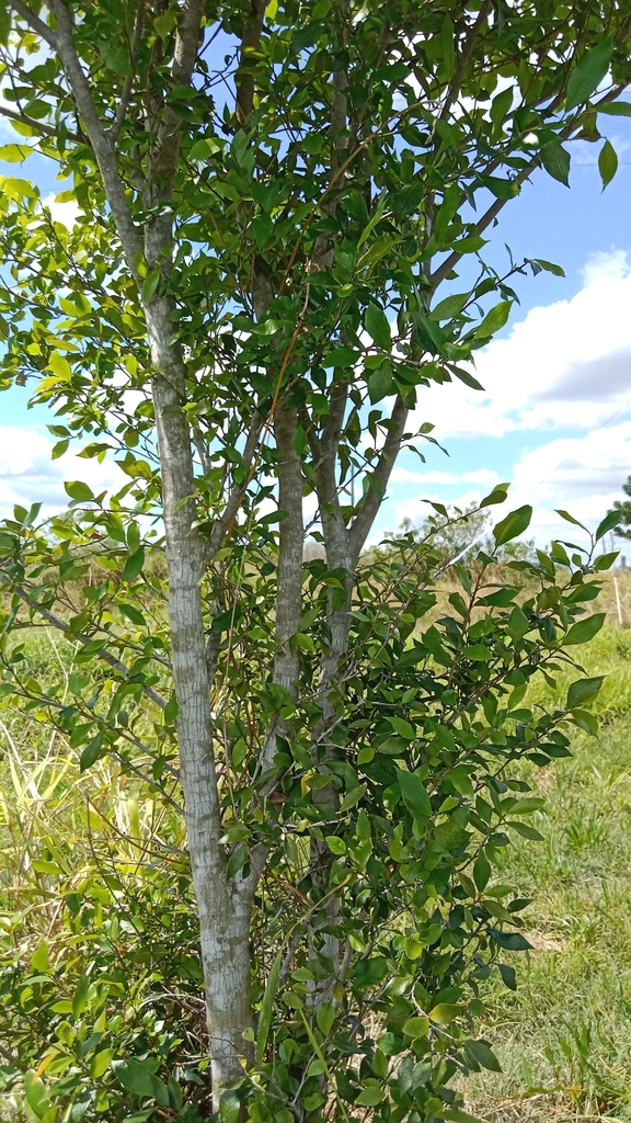Axe-handle Wood from Ashwell QLD 4340, Australia on September 15, 2024 ...