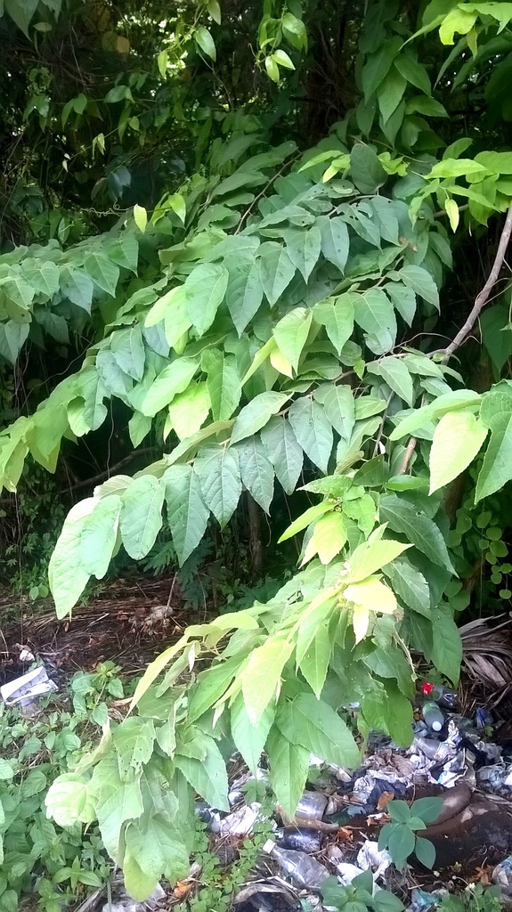 West Indian Elm from Chetumal, Q.R., México on July 16, 2016 at 11:34 ...