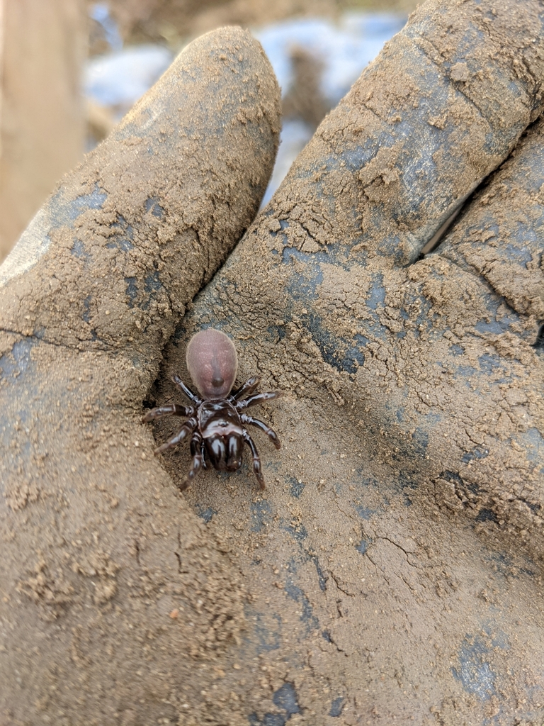 Black Purseweb Spider from Ayr, ON N0B 1E0, Canada on May 19, 2022 at ...