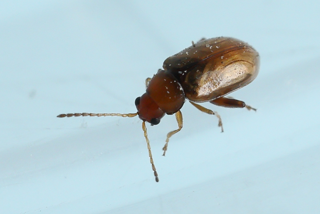 Flea Beetles in September 2024 by Lane Nielson. Specimen collected from ...