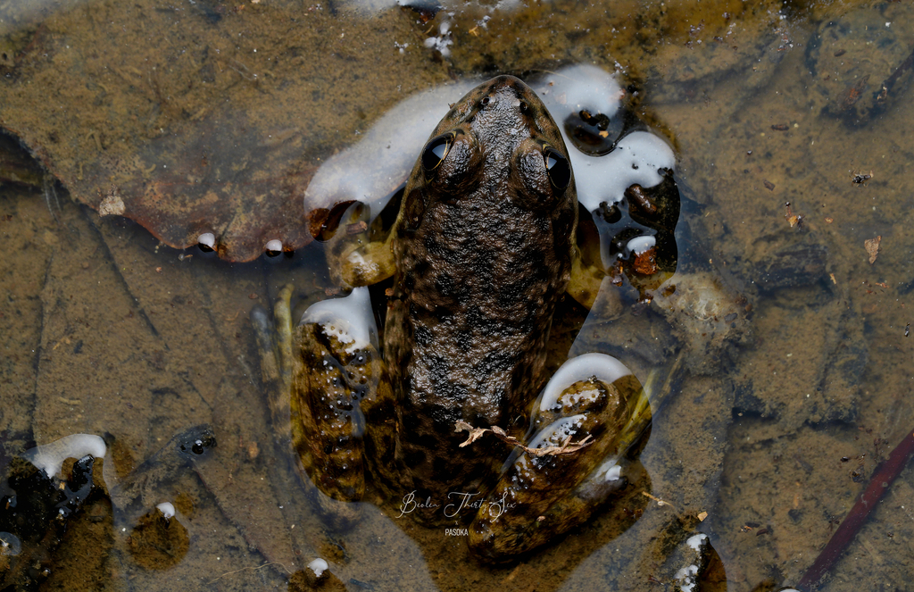 American Bullfrog from Noboriojicho, Nara, 630-8213日本 on September 7 ...