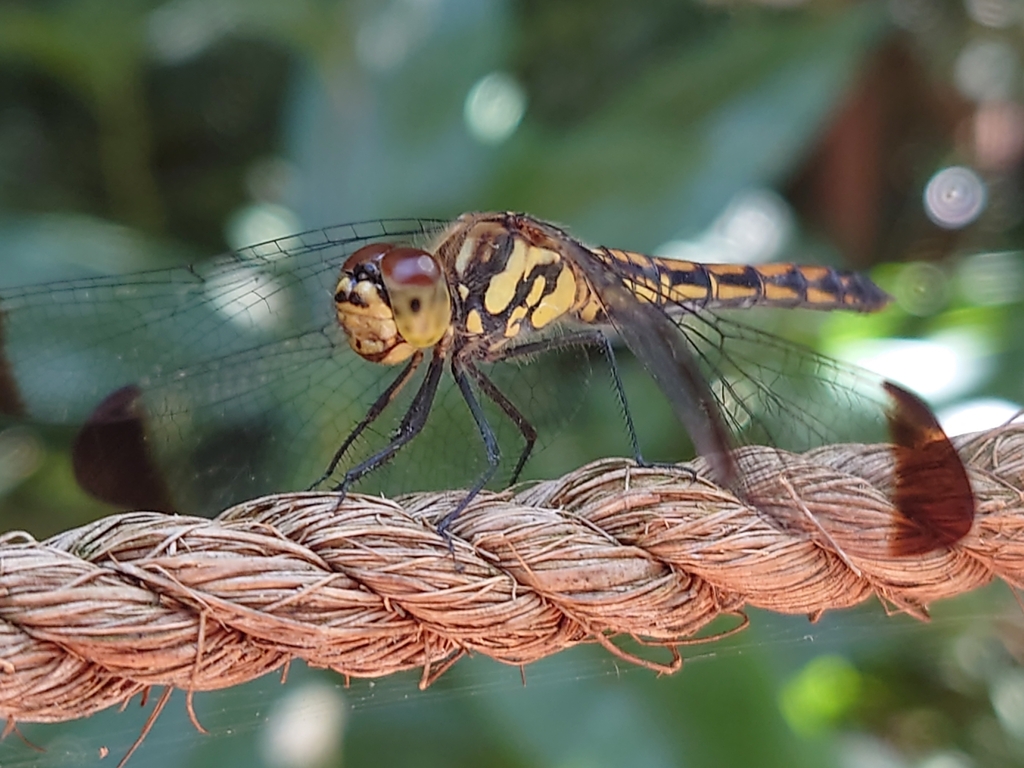 Sympetrum baccha matutinum from 日本、〒151-0052 東京都渋谷区代々木神園町1−1 大草坪 on ...