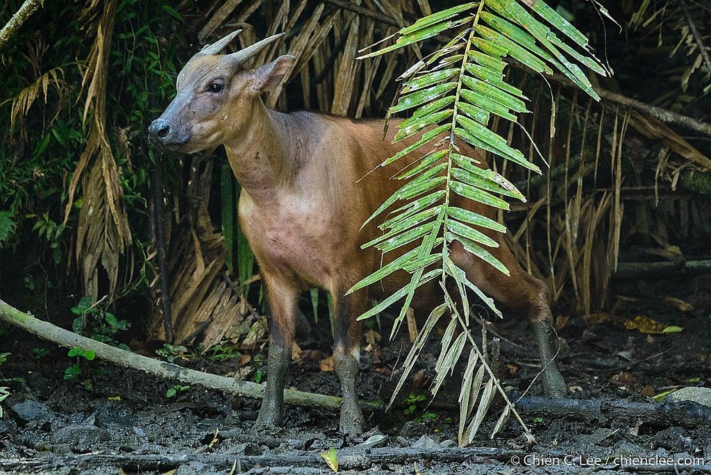 Lowland Anoa in August 2013 by Chien Lee · iNaturalist