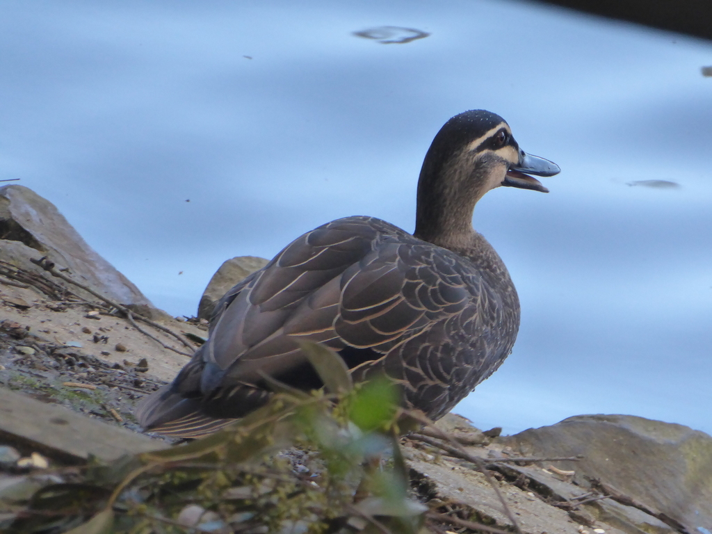 Mallards, Pintails, and Allies from Moe - Newborough VIC 3825 ...