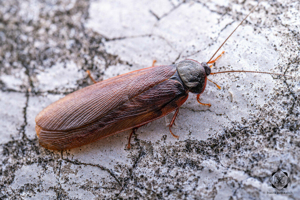Metallic Emerald Cockroach from 中国云南省文山壮族苗族自治州文山市 on September 06, 2024 ...