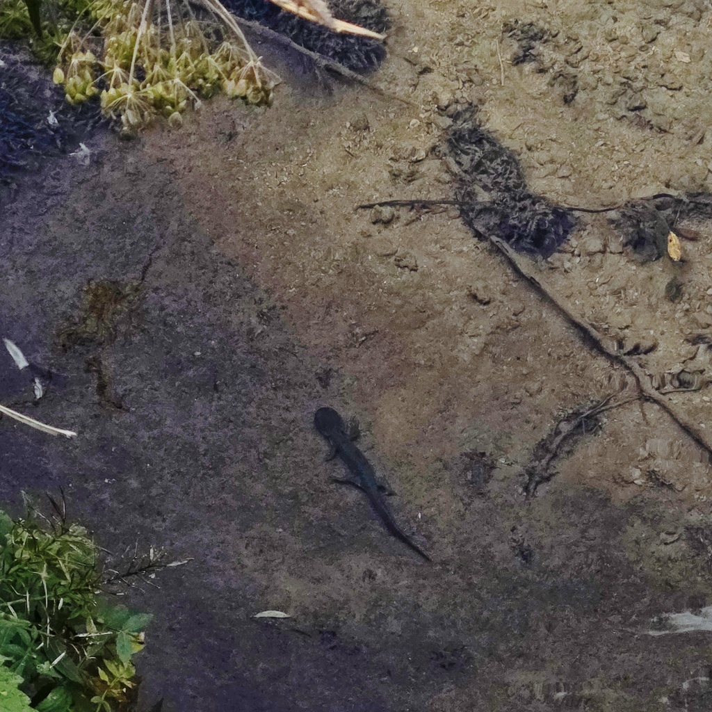 Alpine Stream Salamander in September 2024 by Jiannan Li · iNaturalist