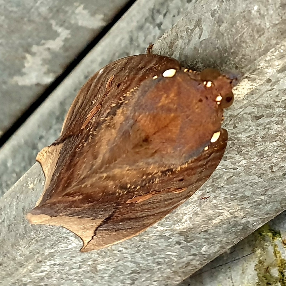 Imperial Fruit Sucking Moth from Lake Kutubu Rural LLG, Southern ...