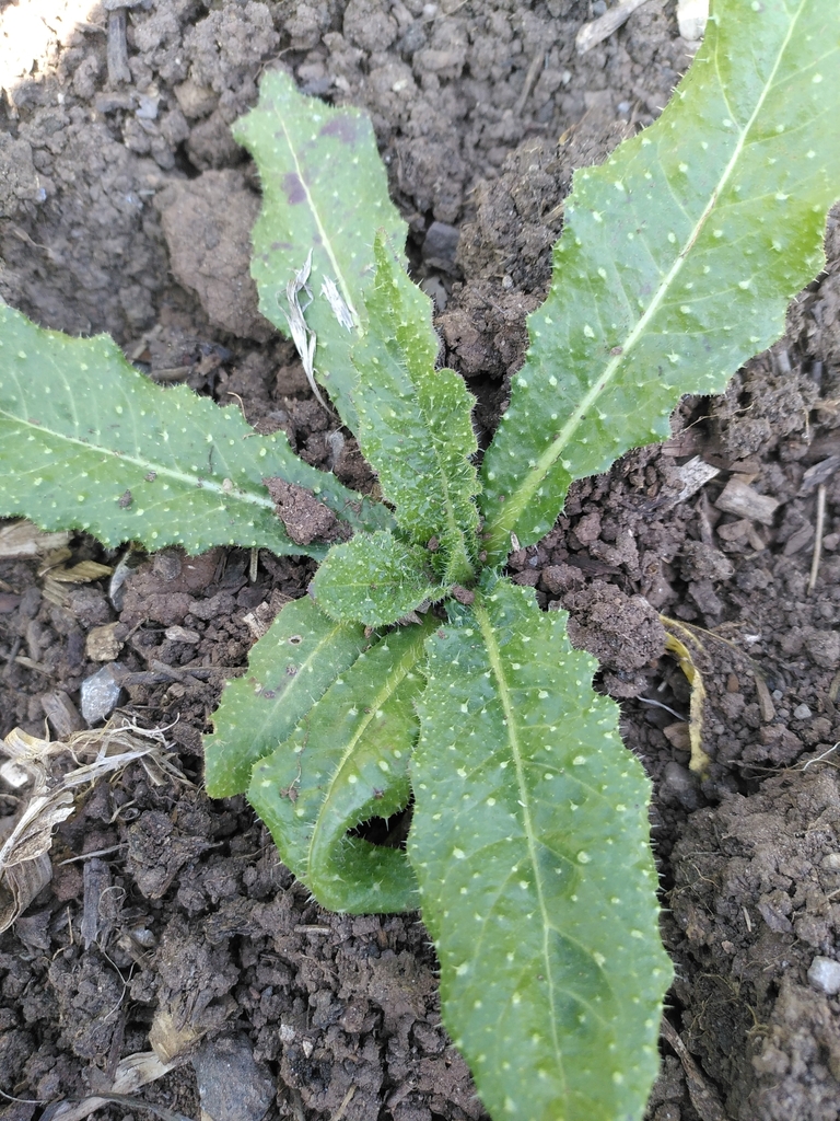 bristly oxtongue from Bristol BS4, UK on June 1, 2023 at 02:37 PM by ...