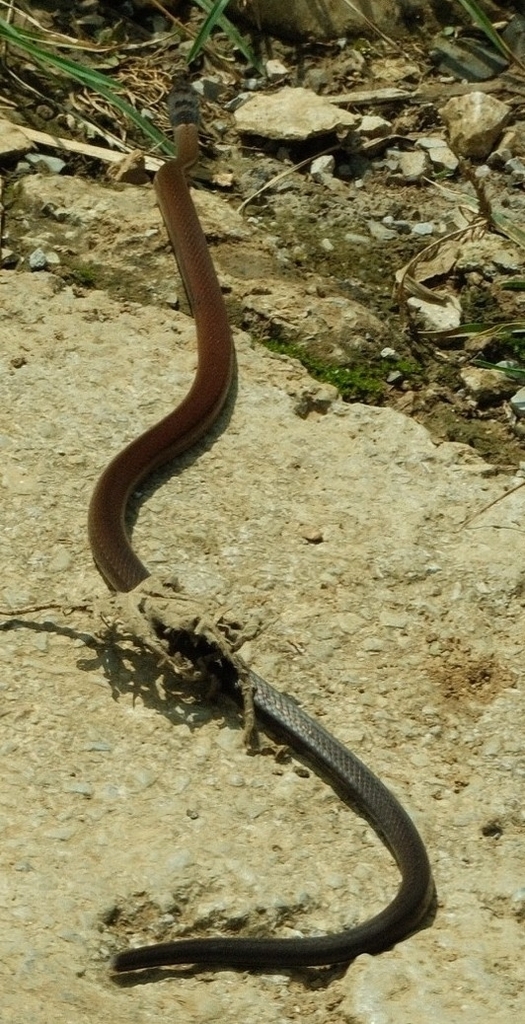 Collared Black-headed Snake from Nà Mèo, Mai Châu District, Hoa Binh ...