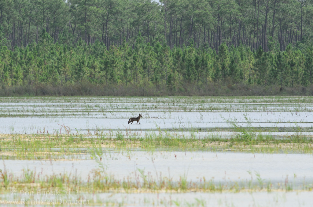 Coyote from Everglades National Park, Florida on July 21, 2013 by Don ...