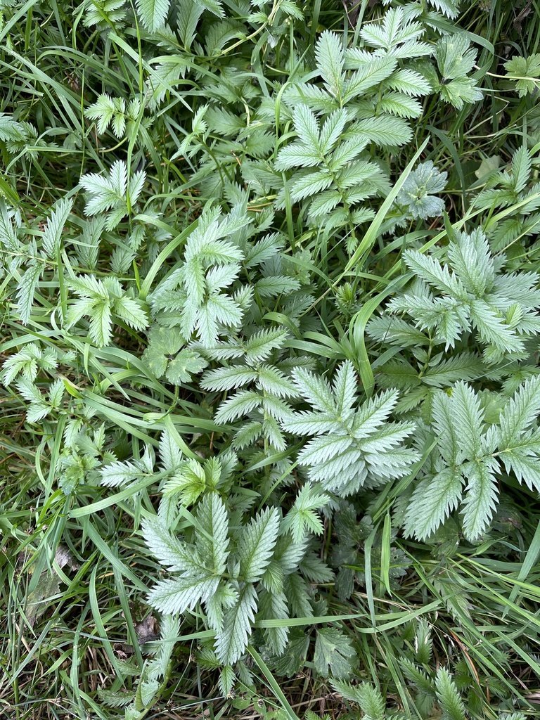 common silverweed from North York Moors National Park, Pickering ...