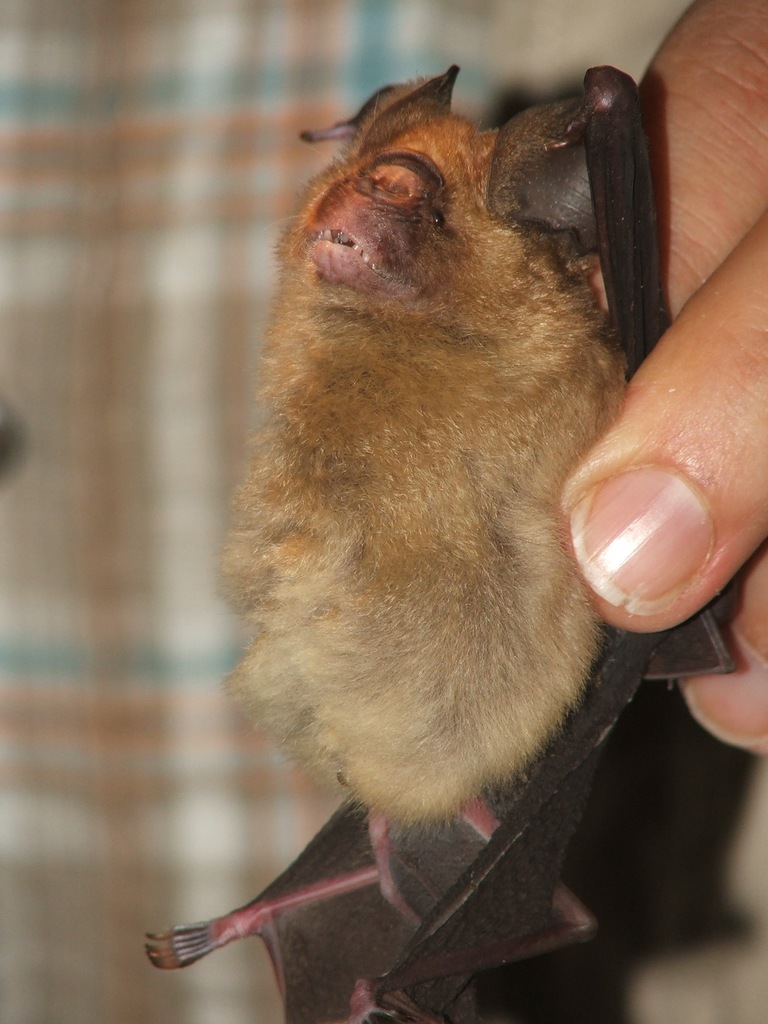 Aba roundleaf bat (Bats of Ivory Coast) · iNaturalist