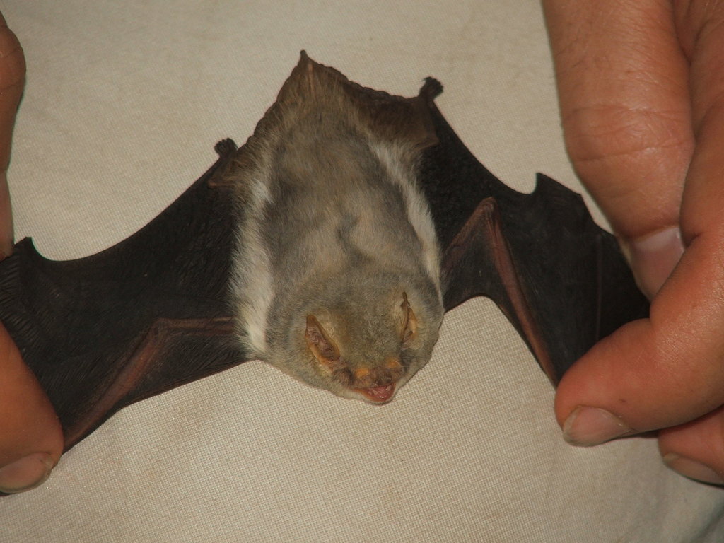 Abo Butterfly Bat (Glauconycteris poensis) - Know Your Mammals