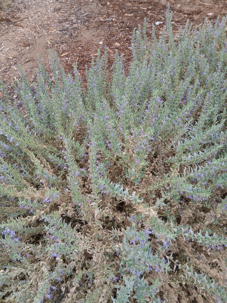 Vinegar Weed from Downtown Riverside, Riverside, CA, USA on September ...