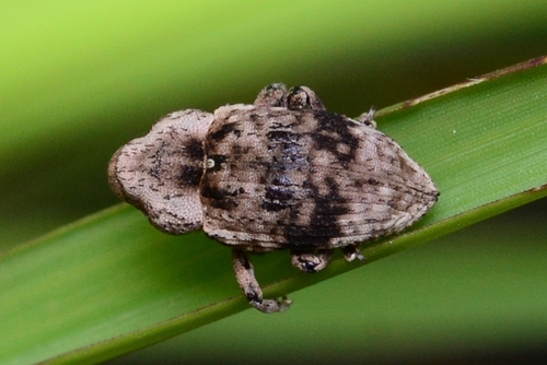 Syrotelus umbrosus · iNaturalist