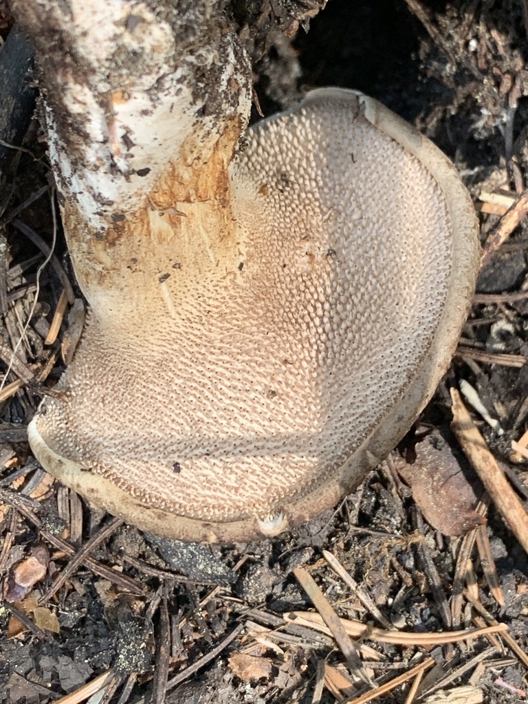 shingled hedgehog in September 2024 by ewasiukb. Growing on ground ...