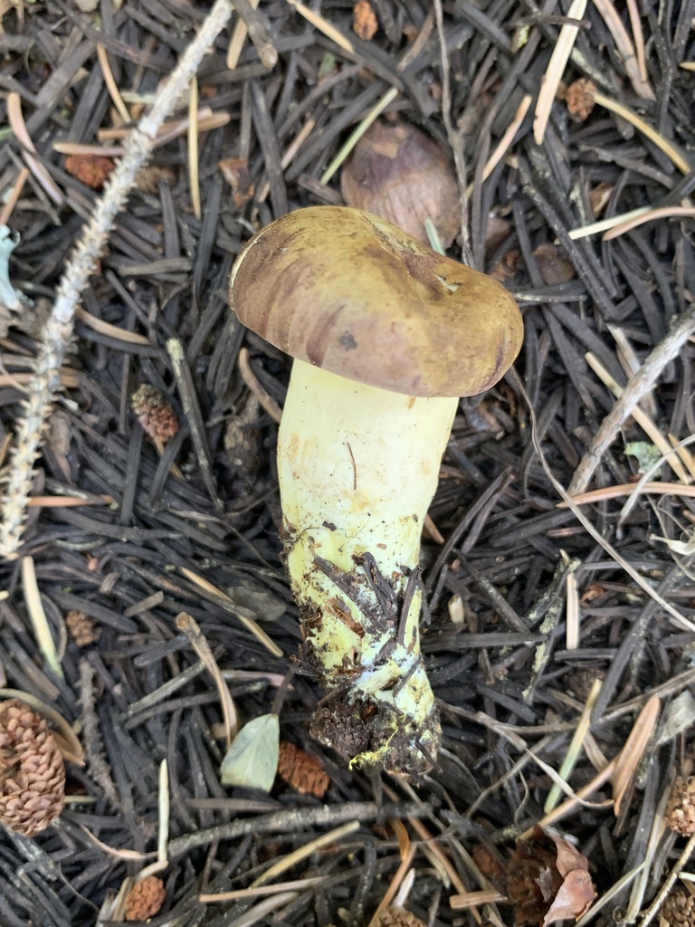 boletes in September 2024 by ewasiukb. Cap 1”dia. Stipe 2” length ...