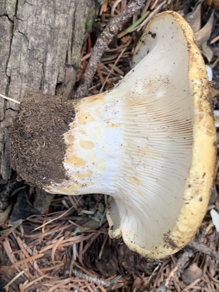 Common Milkcaps in September 2024 by ewasiukb. Above 9500’. Growing on ...