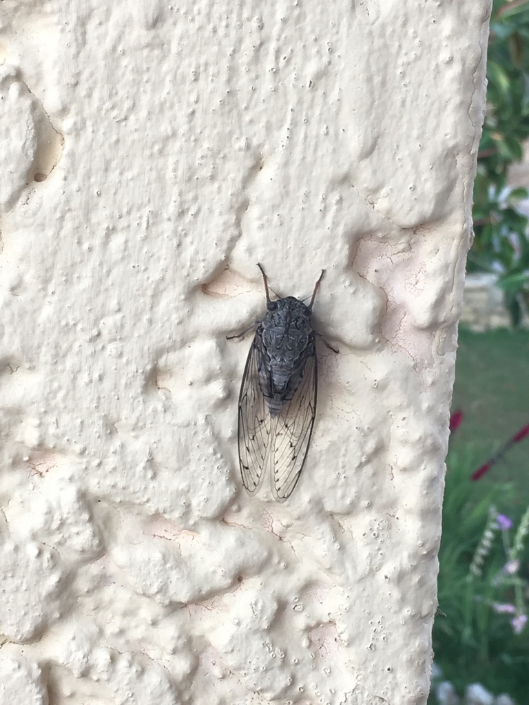 Cretan Cicada from VOAK, Skaleta, Réthymnon, GR on June 26, 2019 at 07: ...
