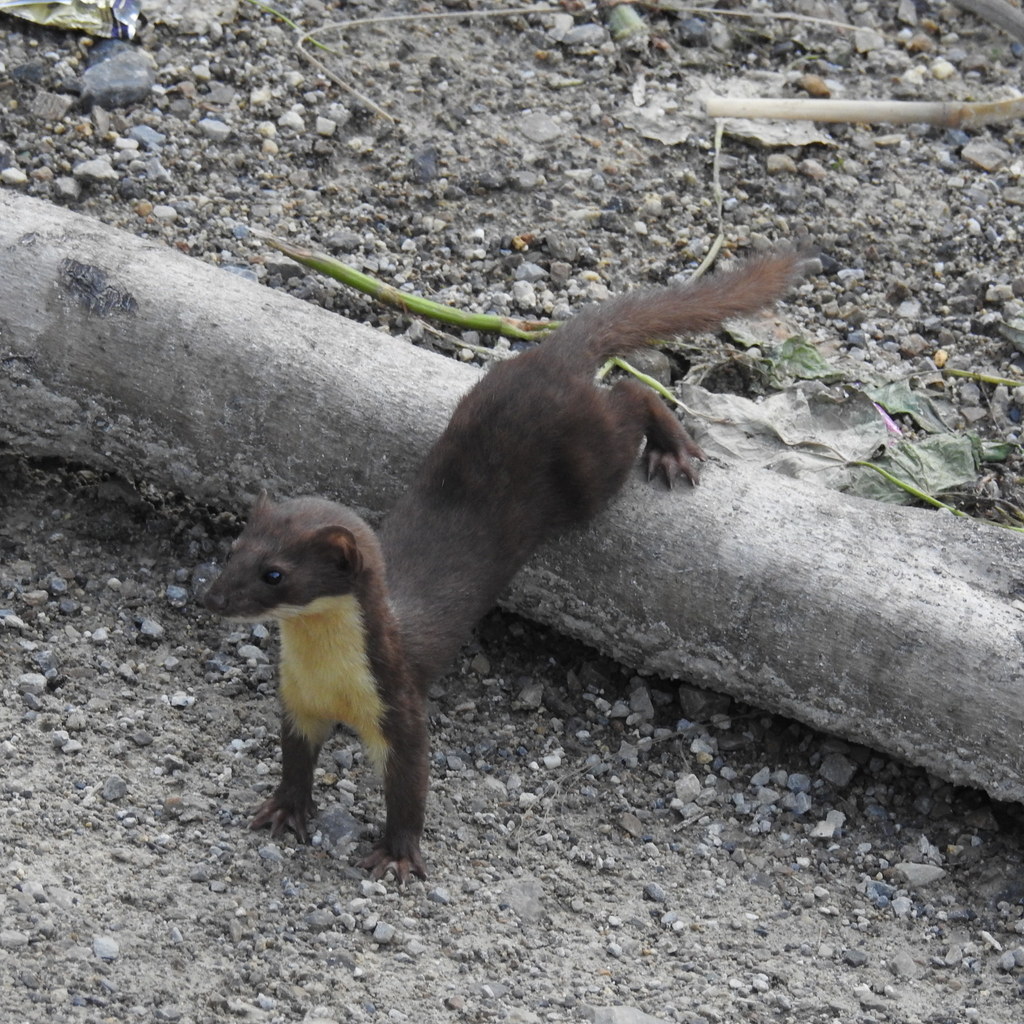 Himalayan Weasel