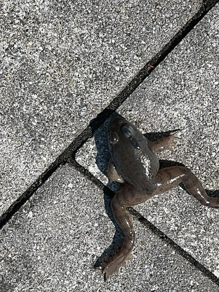 American Bullfrog from W Ellice St, Lincoln Park, NJ, US on September ...