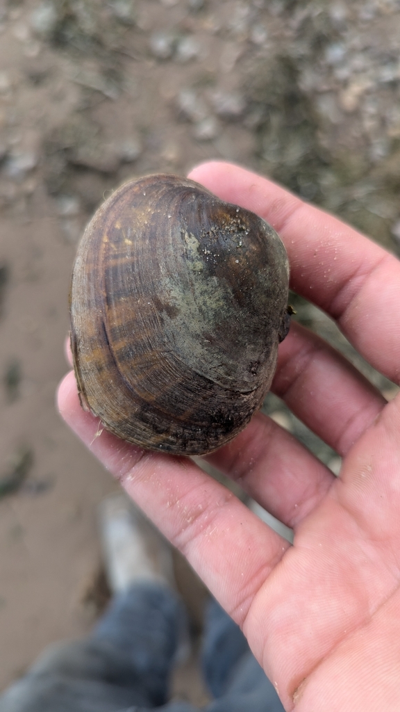 Higgins' Eye Pearly Mussel in September 2024 by Jonah Stein · iNaturalist
