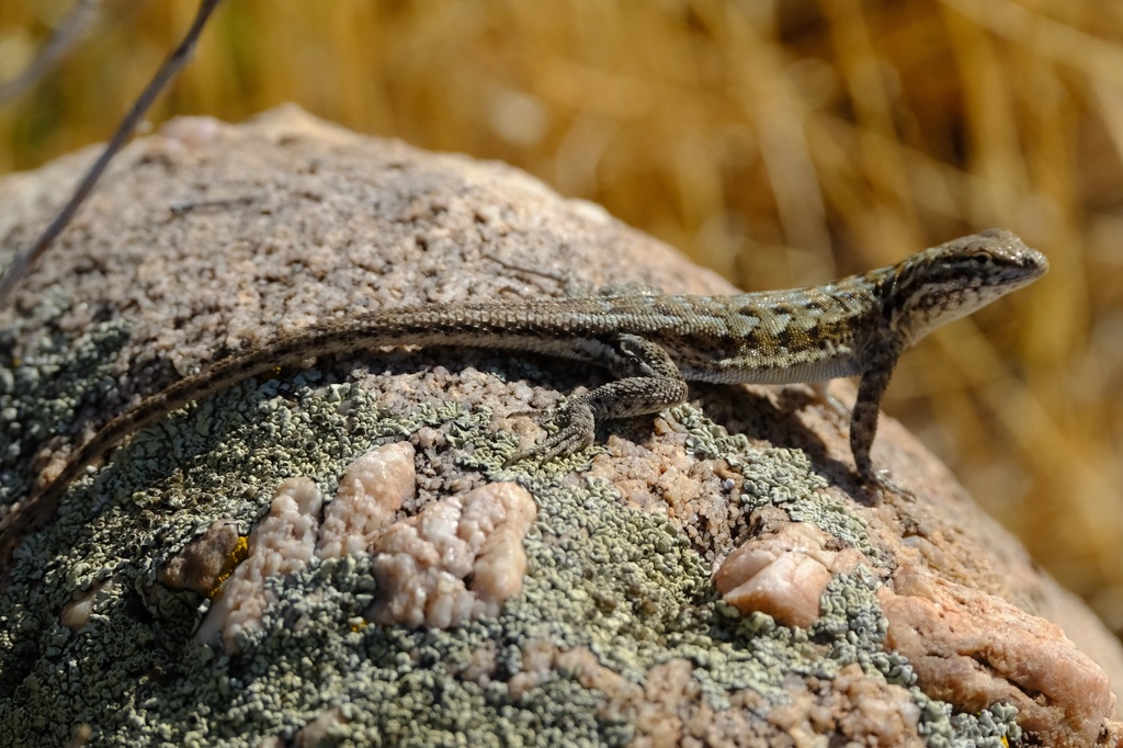 Northern Side-blotched Lizard from Antelope Island State Park, Syracuse ...