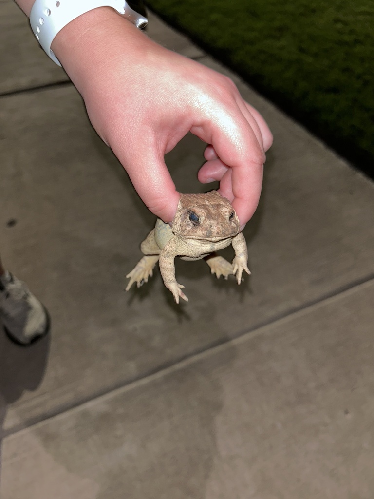 Woodhouse's Toad from Sunflower Ave, Argyle, TX, US on September 15 ...