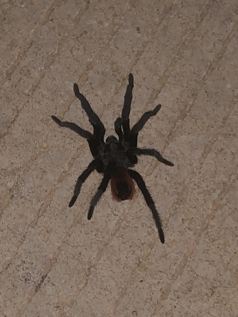 Yucatán Rust-rump Tarantula in September 2024 by esquivel · iNaturalist