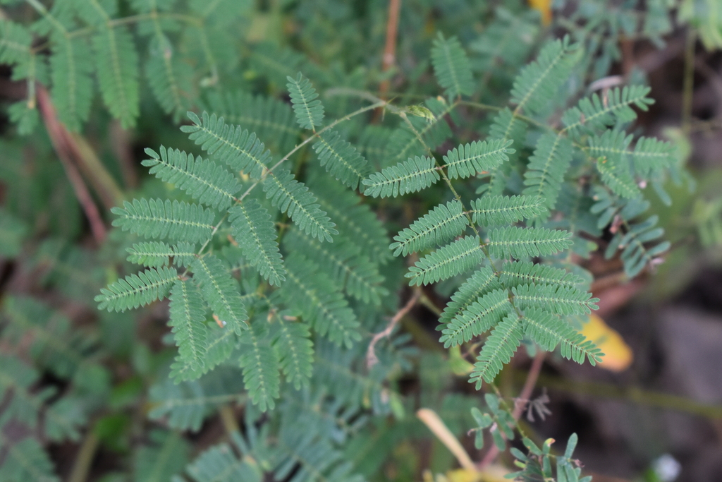 littleleaf sensitive-briar in September 2024 by Cade · iNaturalist