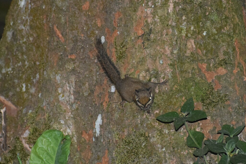 Black-eared Squirrel from Mekarbuana, Tegalwaru, Karawang, West Java ...